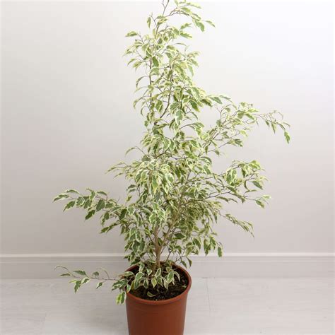 نبتة فيكس بنجامينا مبرقشة