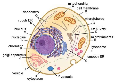 Cell Diagram To Label Pensandpieces