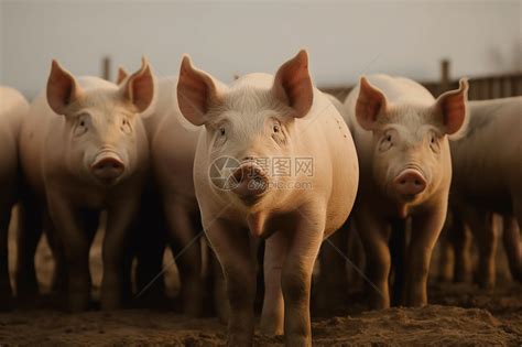 牲畜猪群高清图片下载 正版图片600065126 摄图网