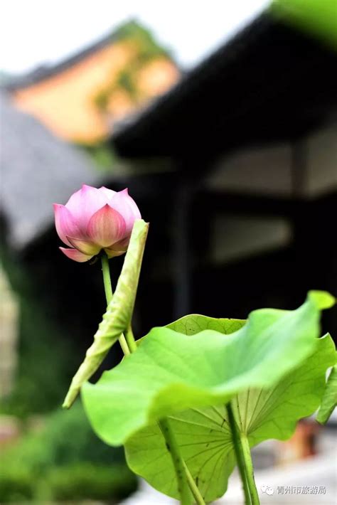 禅心莲图片 花图片 头像图片 大山谷图库