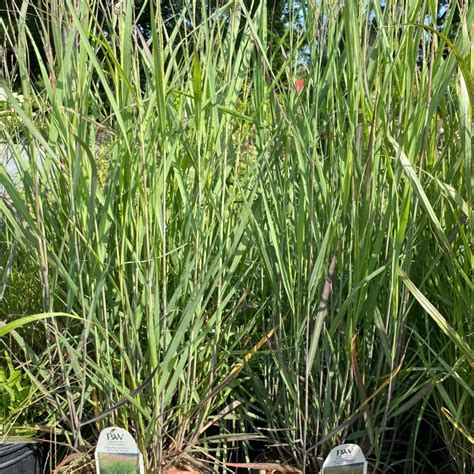 Panicum Virgatum Prairie Winds® Apache Rose Switchgrass Unity Grow Unity Church Hill