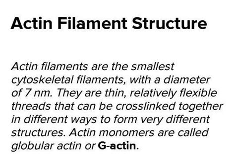 Actin Filament Structure