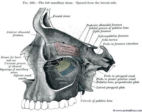 Anatomy Of Maxillary Sinus