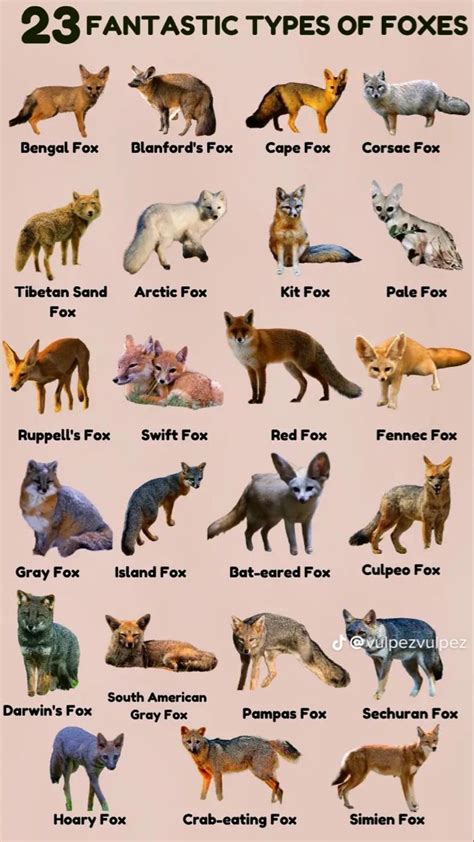 Fox Facts Types Classification Habitat Diet Adaptations Artofit