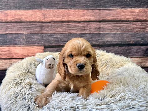 Are Cocker Spaniels Hyper