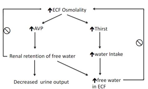 Control Of Ecf Volume And Osmolality Flashcards Quizlet