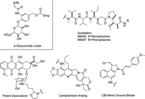 Expanded Utility Of The β Glucuronide Linker Adcs That Deliver Phenolic Cytotoxic Agents Pmc