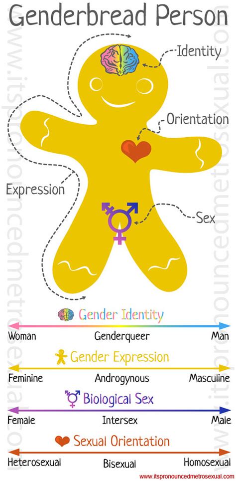 The Genderbread Person Source Its Pronounced Metrosexual Flickr