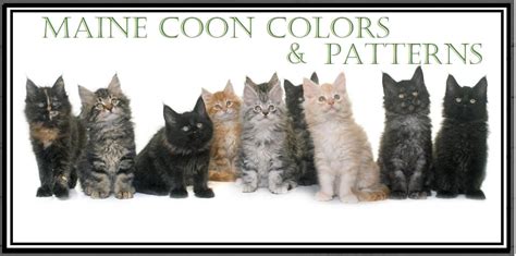 Maine Coon Colors And Patterns Maine Coon Country