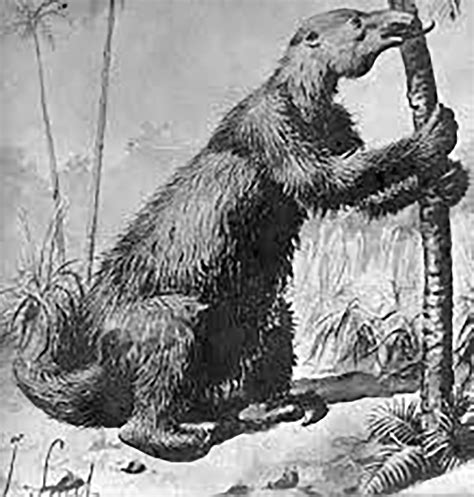 El Megaterio De Luján La “gran Bestia” Que Habitó La Pampa Antes Que El Indio Y El Gaucho Infobae