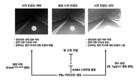 명암 인식하는 망막세포 국내 연구진이 발견