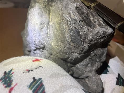 Bone Shell Worms Alberta Canada Rwhatsthisrock