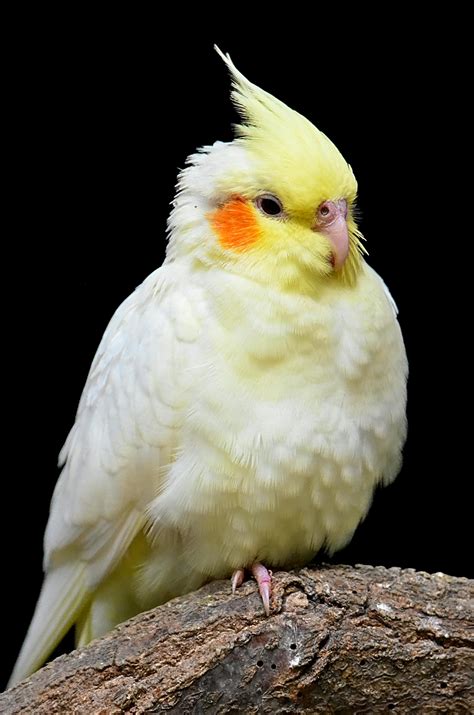 Cockatiel Bird Photos Download The Best Free Cockatiel Bird Stock