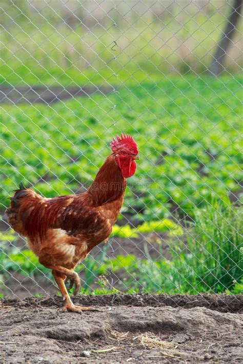 Big Beautiful Stock Photo Image Of Colorful Brown