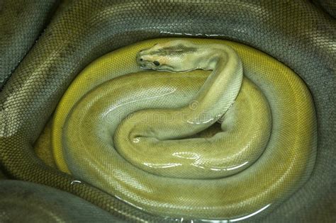 The Green Burmese Python Stock Image Image Of Burmese 273644341