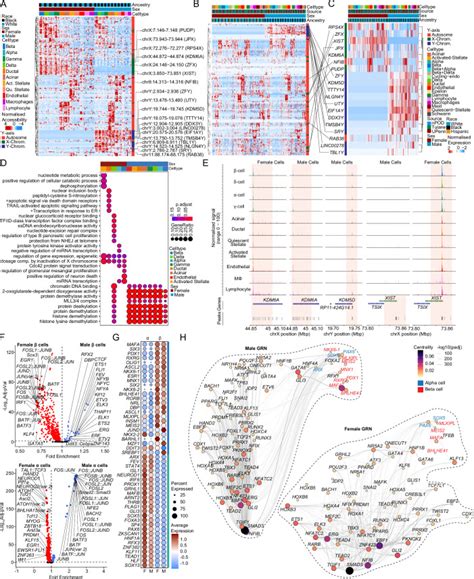Sex Specific Regulatory Architecture Of Pancreatic Islets From Subjects With And Without Type 2