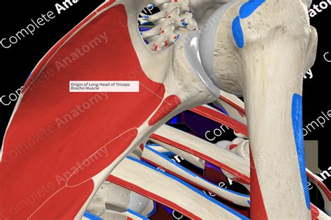 Origin Of Long Head Of Triceps Brachii Muscle Complete Anatomy