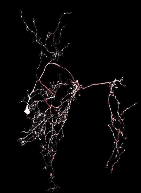 Example Images · Issue 3 · Navis Org Skeletor · Github