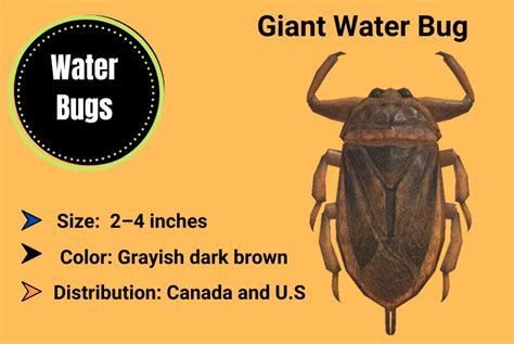 Water Bug Identification A Complete Visual Guide The Cockroach Facts