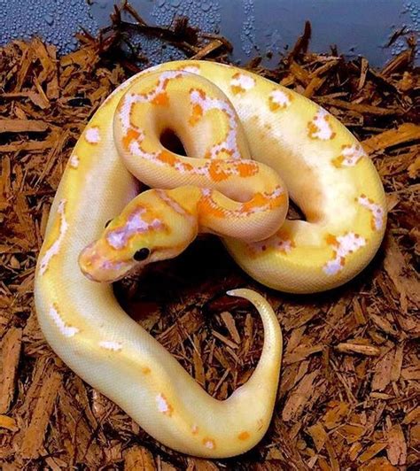 G C On Instagram Dream Bee Enchi Banana Freeway Ball By Ozzyboids Wherethewildthingzare