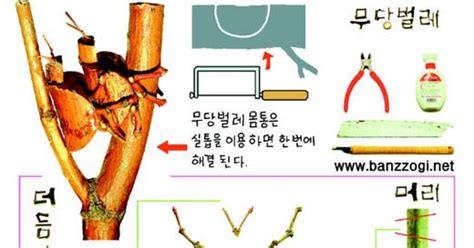 반쪽이의 나뭇가지 벌레 만들기 무당벌레