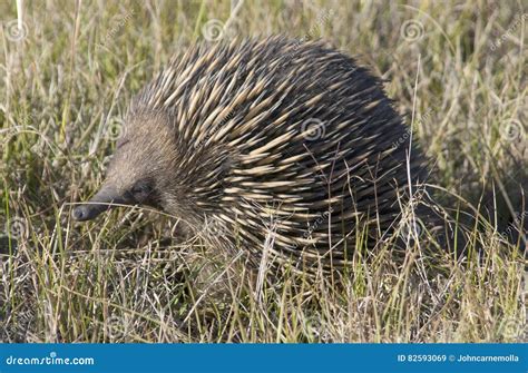 Echidna Stock Image Image Of Spiny Australia Echidna 82593069