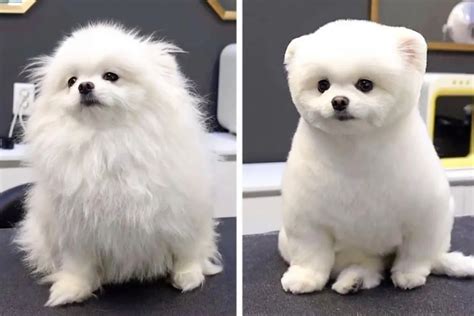 Pomeranian Bear Haircut