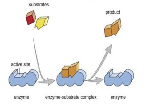 Biochemistry Lecture Biomolecules Flashcards Quizlet