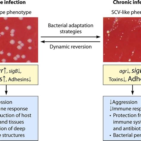 Pdf Clinical Significance And Pathogenesis Of Staphylococcal Small Colony Variants In