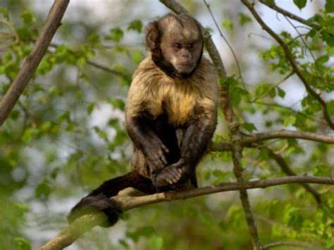 Macaco Amarelo