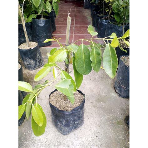 Jual Kw1 Tanaman Pohon Buah Juwet Putih A1 Shopee Indonesia