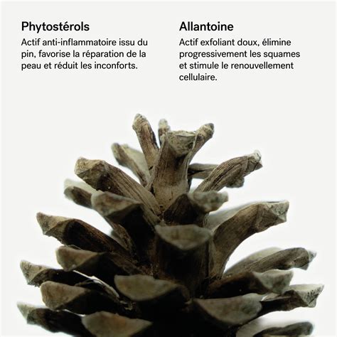 Crème Anti Squames — Typology