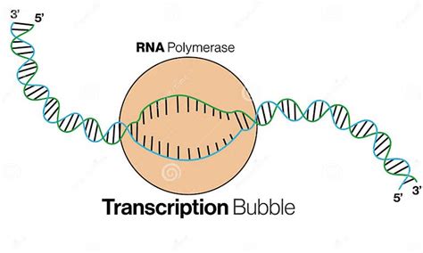 Illustration Of Transcription Bubble On White Background Demonstrating