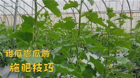 无土栽培种甜瓜，膨瓜前施肥技巧，浓度高低是关键 Youtube
