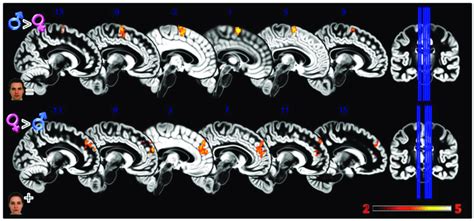Group Differences For The Static Morphing Experiment First Row Males