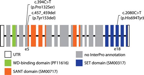 Schematic Of Human Ezh2 Coding Exons Are Indicated By Rectangles And Download Scientific
