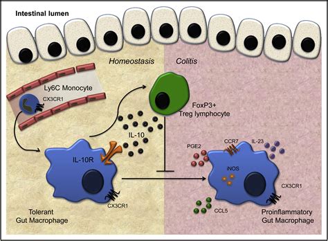 IL 10 And Macrophages Orchestrate Gut Homeostasis Immunity