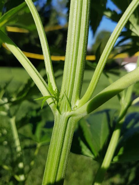 Are These New Leaves Or Is The Plant Showing Its Sex R Microgrowery