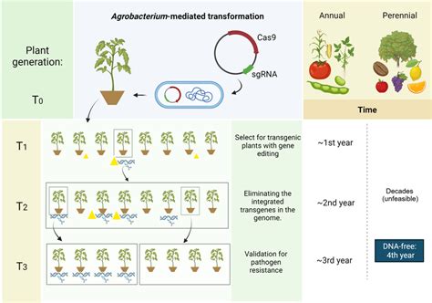 Plasmid Based Crispr Strategy For Annual And Perennial Crops Download Scientific Diagram