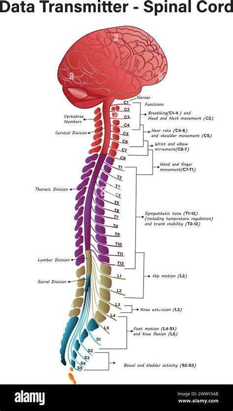 Spinal Cord Function Spinal Cord Physiology Ppt