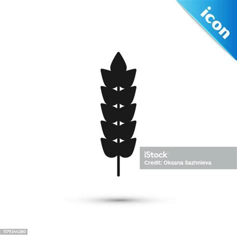 검은 시리얼은 쌀 밀 옥수수 귀리 호밀 보리 아이콘이 흰색 배경에 고립되어 있습니다 밀 빵 기호의 귀입니다 벡터 일러스트레이션