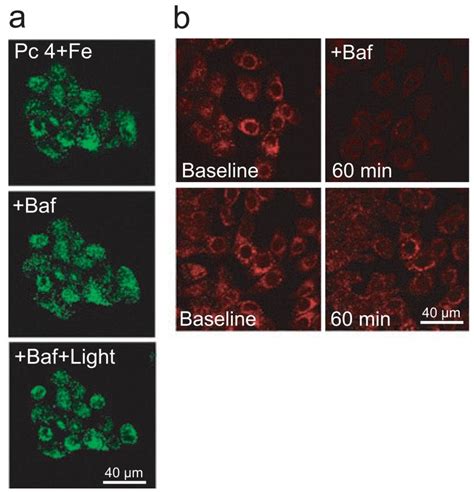 Lysosomal Signaling Enhances Mitochondria Mediated Photodynamic Therapy
