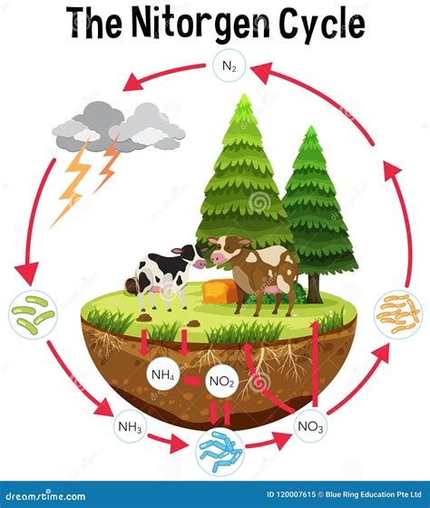 The Nitrogen Cycle Cartoon Vector 60944083