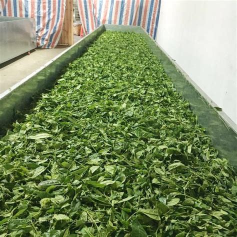 乌龙茶萎凋 乌龙茶做青 红茶萎凋 大山谷图库
