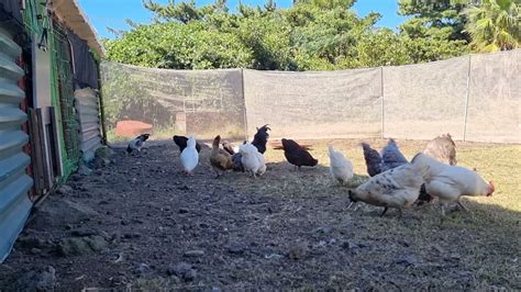 닭 아침에 문열어주기~ Youtube