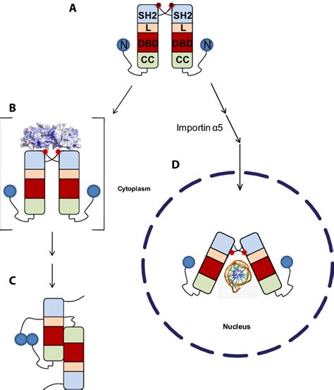 Model For Vh1 Mediated Dephosphorylation Of Activated Stat1 A Download Scientific Diagram