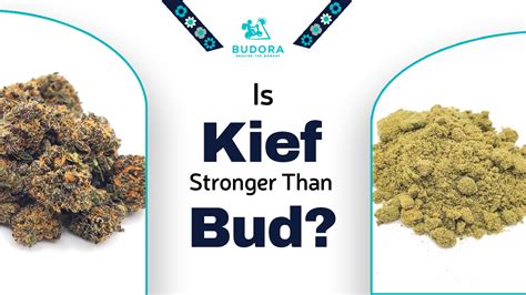 Is Kief Stronger Than Bud Discover The Potent Truth