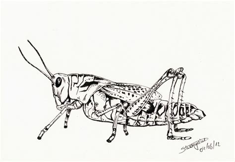 Grasshopper Sketch At Explore Collection Of Grasshopper Sketch Grasshopper Sketch At Explore Collection Of Grasshopper Sketch