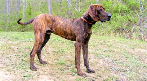 Plott Hound Hunting