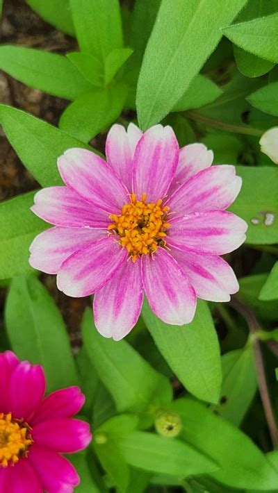 백일홍 키우기 씨앗 파종시기 방법 꽃 피는 개화 시기 꽃말 네이버 블로그